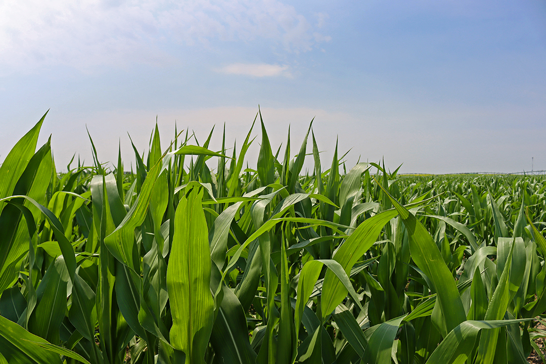 Vive's Corn Solutions